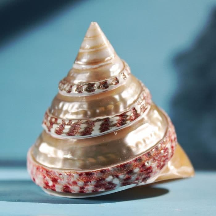 Banded Strawberry Troca Shell | Mother of Pearl Shells