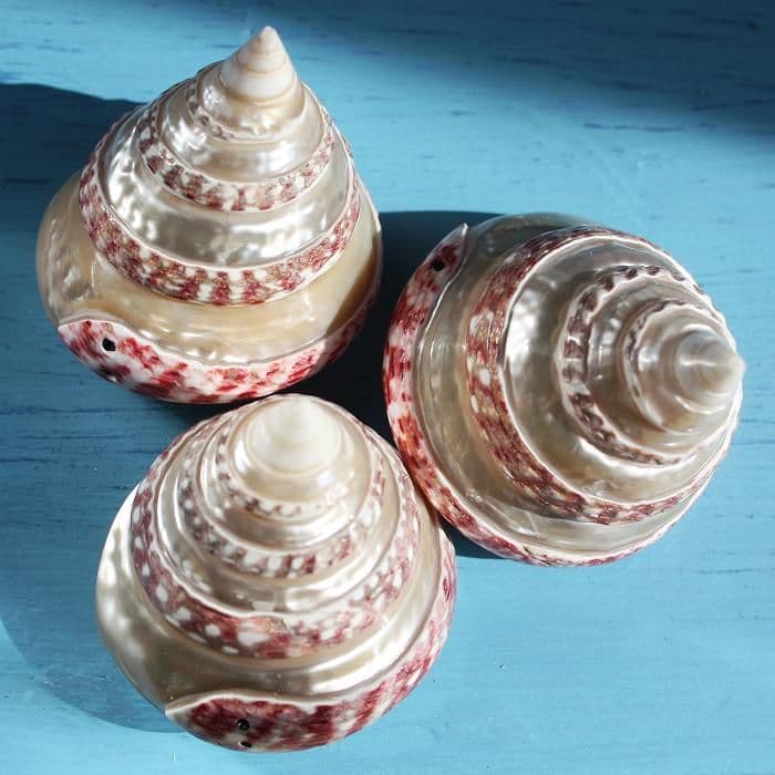 Banded Strawberry Troca Shell | Mother of Pearl Shells
