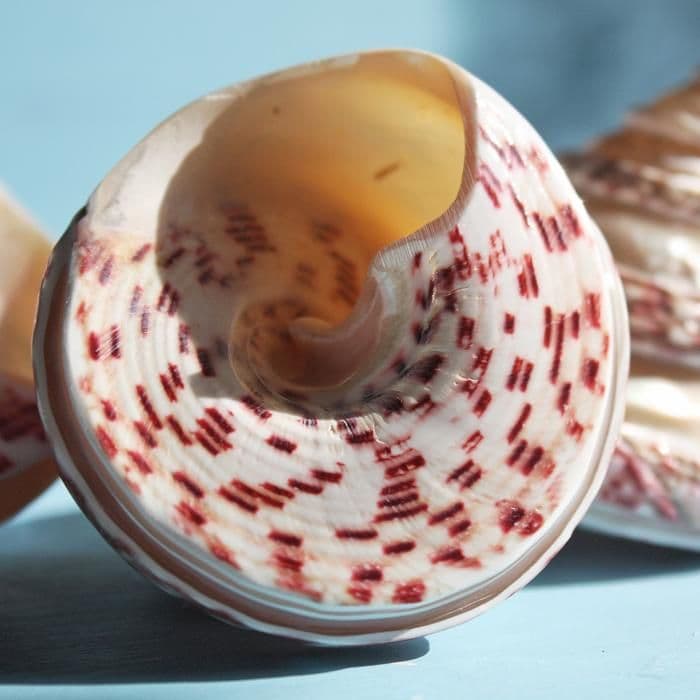 Banded Strawberry Troca Shell | Mother of Pearl Shells