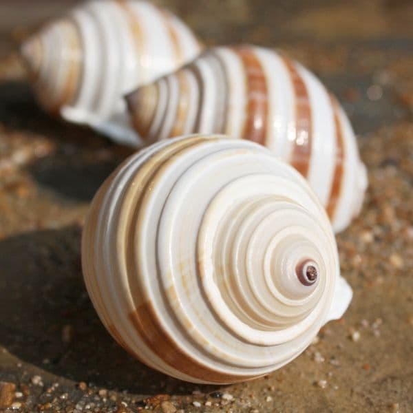 Banded Tun Shell | Shells | Seashells | Beach shells