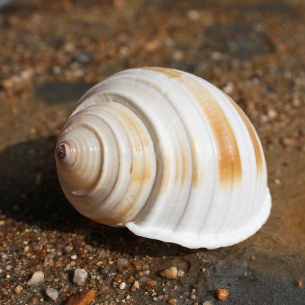 Banded Tun Shell | Shells | Seashells | Beach shells