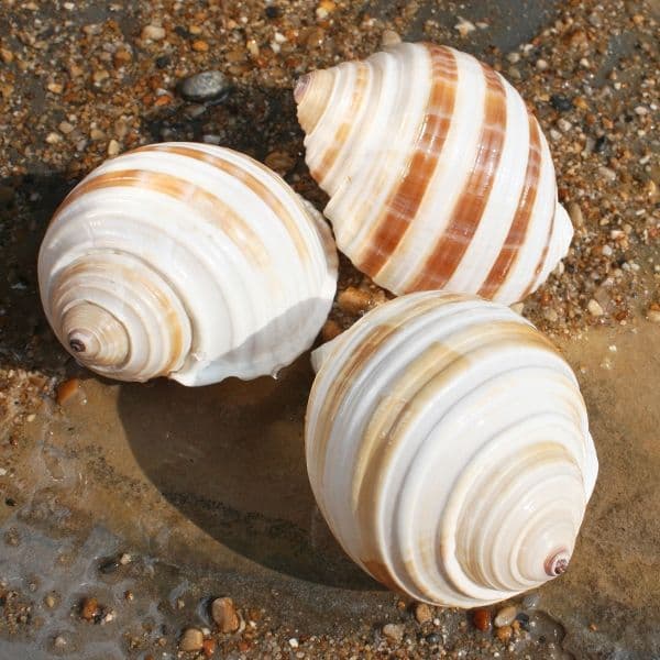 Banded Tun Shell | Shells | Seashells | Beach shells