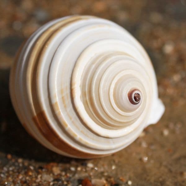 Banded Tun Shell | Shells | Seashells | Beach shells