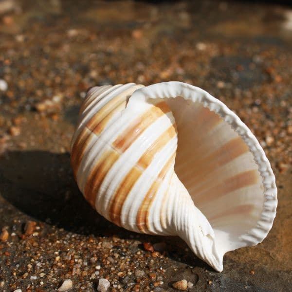 Banded Tun Shell | Shells | Seashells | Beach shells