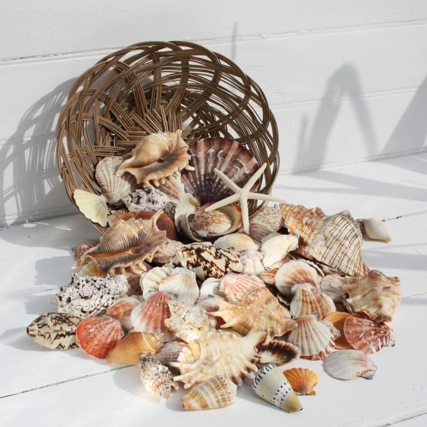 Basket of Shells | Seashells | Beach shells