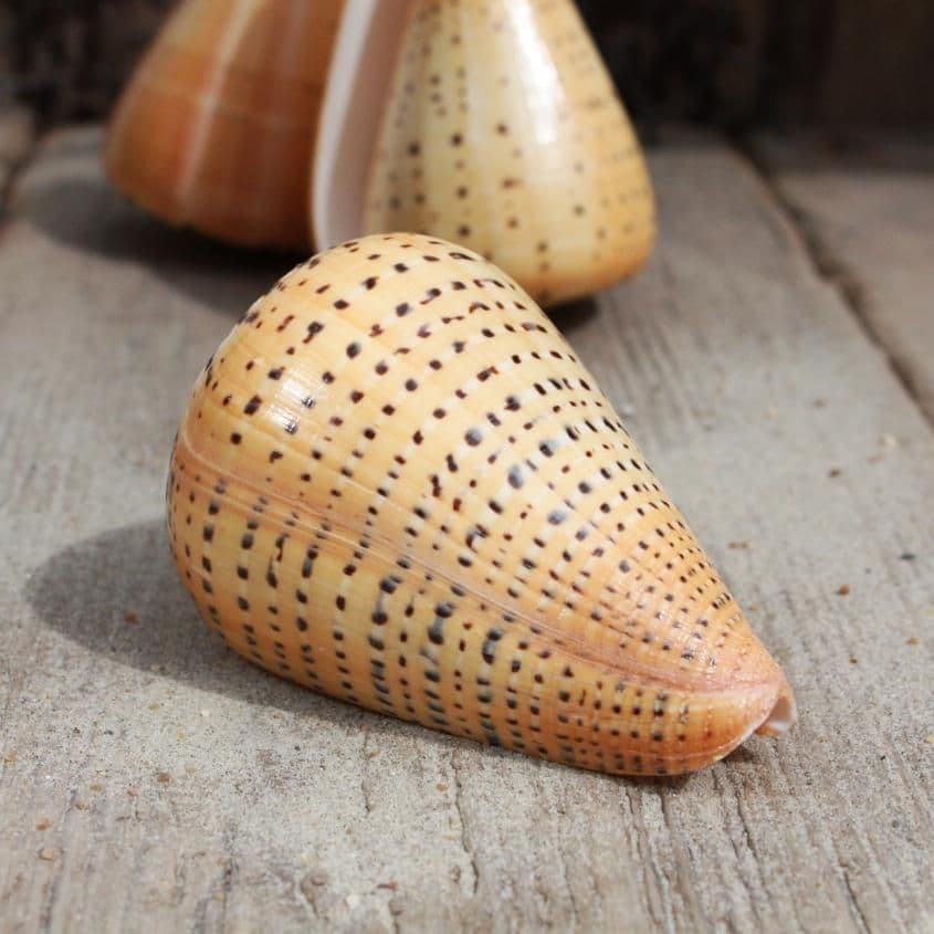 Beech Cone Shell | Conus Betulinus