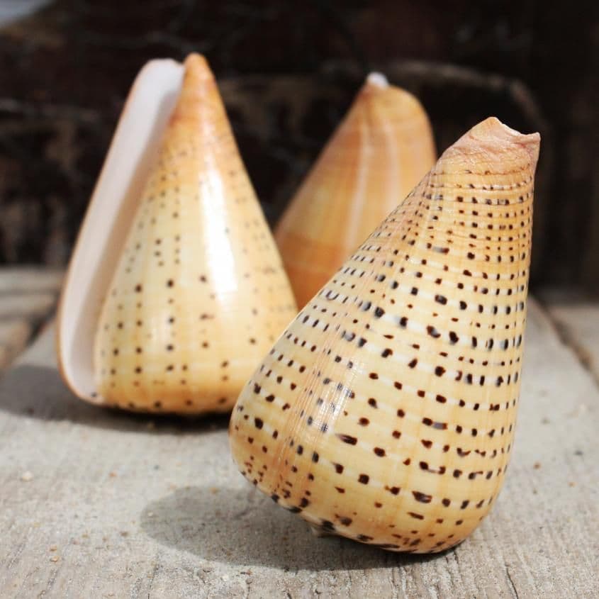 Beech Cone Shell | Conus Betulinus
