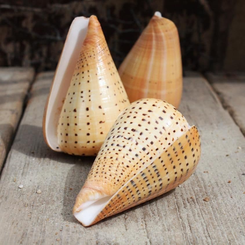 Beech Cone Shell | Conus Betulinus