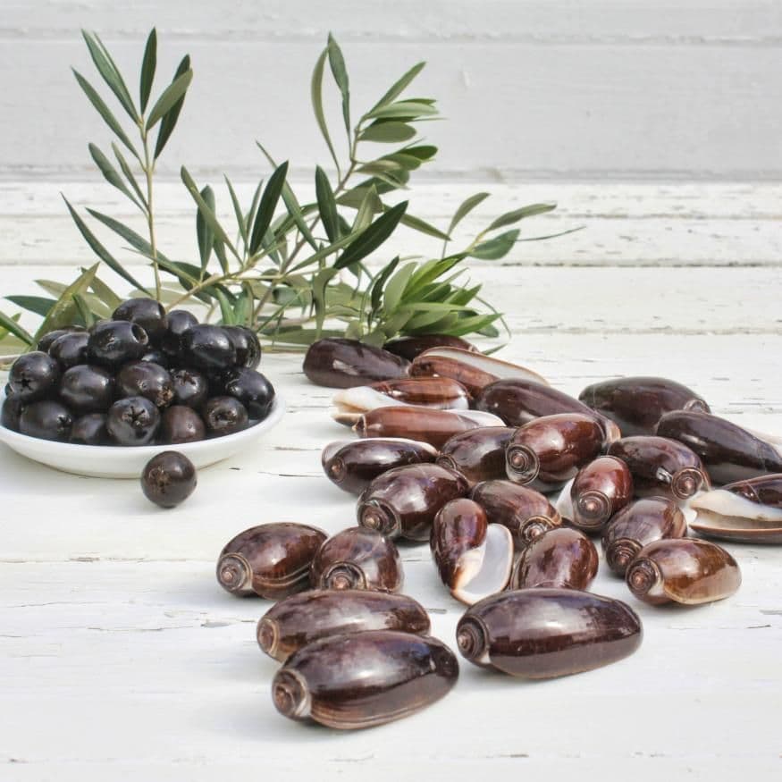 Black Olive Shell | Oliva Vidua | Beach Shell