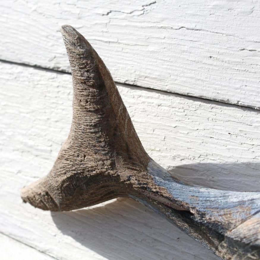 Blue Shark | Wall Hanging