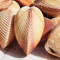 Brown Heart Cockle Shell | Vasticardium Elongatum | Beach Shells