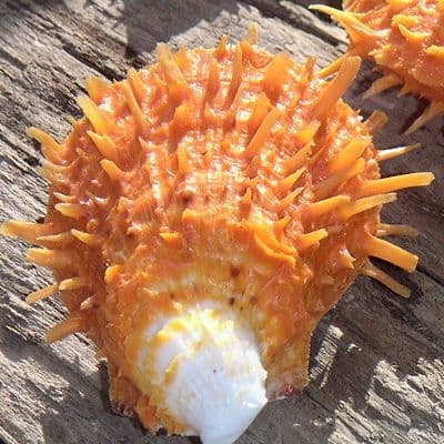 Butlers Thorny Oyster | Seashells | Spondylus Butleri Shell