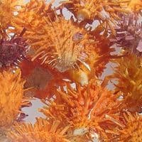 Butlers Thorny Oyster | Seashells | Spondylus Butleri Shell