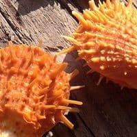 Butlers Thorny Oyster | Seashells | Spondylus Butleri Shell