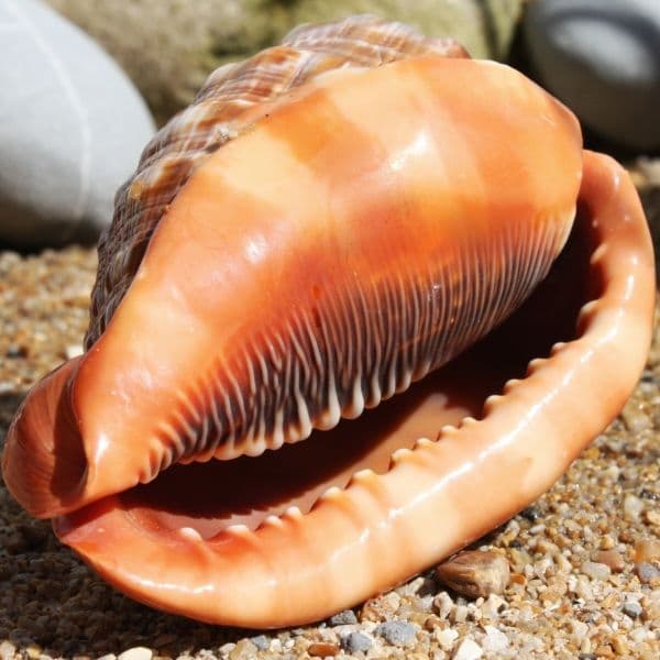 Cameo Shell | Bullmouth Helmet Shell | Beach Shells