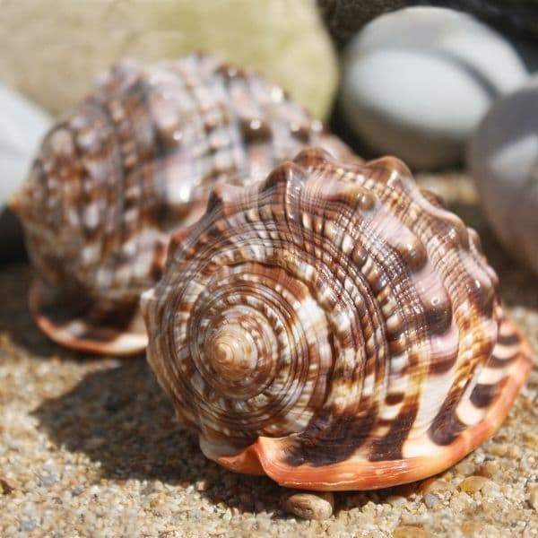 Cameo Shell | Bullmouth Helmet Shell | Beach Shells