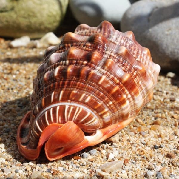 Cameo Shell | Bullmouth Helmet Shell | Beach Shells