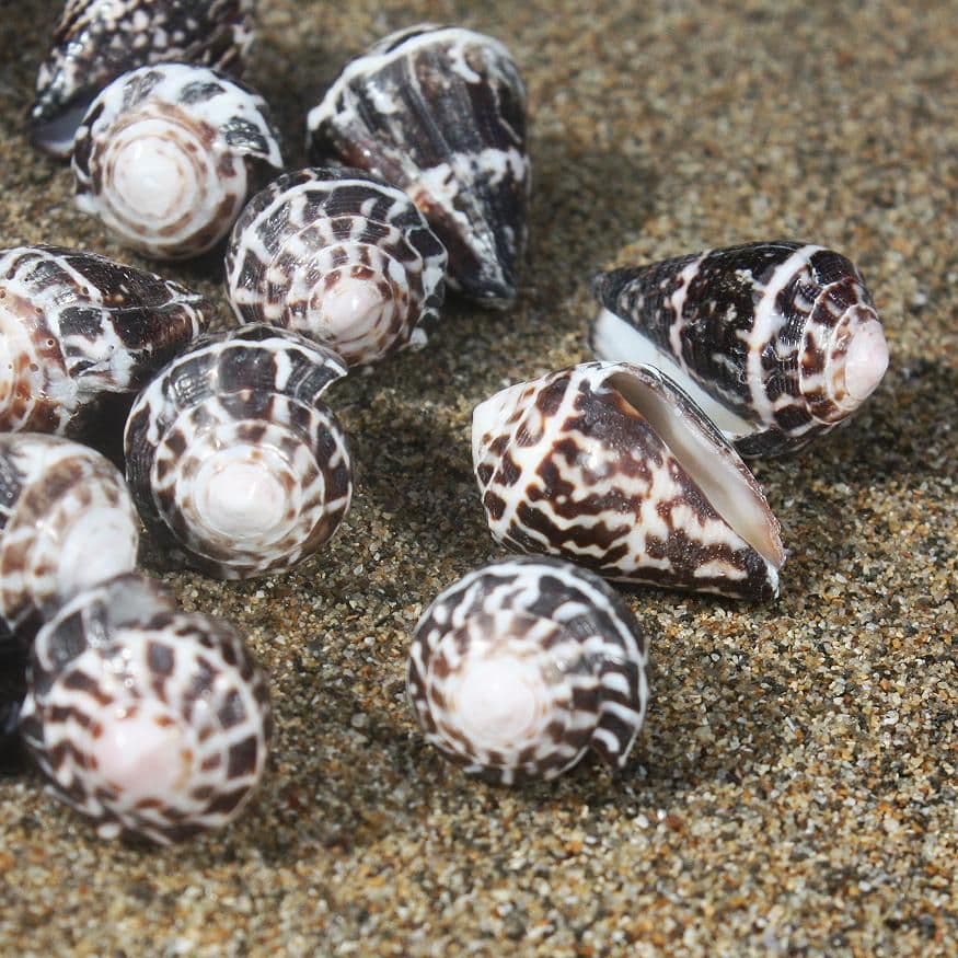 Chaldeus Cone Shell | Conus Chaldaeus | Worm Cone