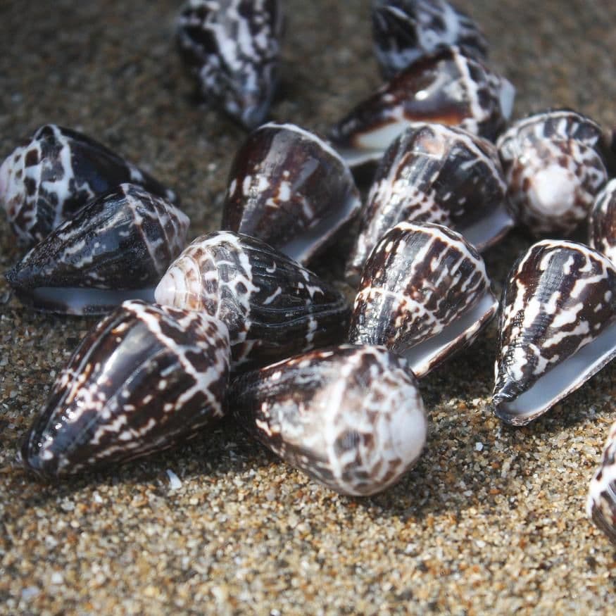 Chaldeus Cone Shell | Conus Chaldaeus | Worm Cone
