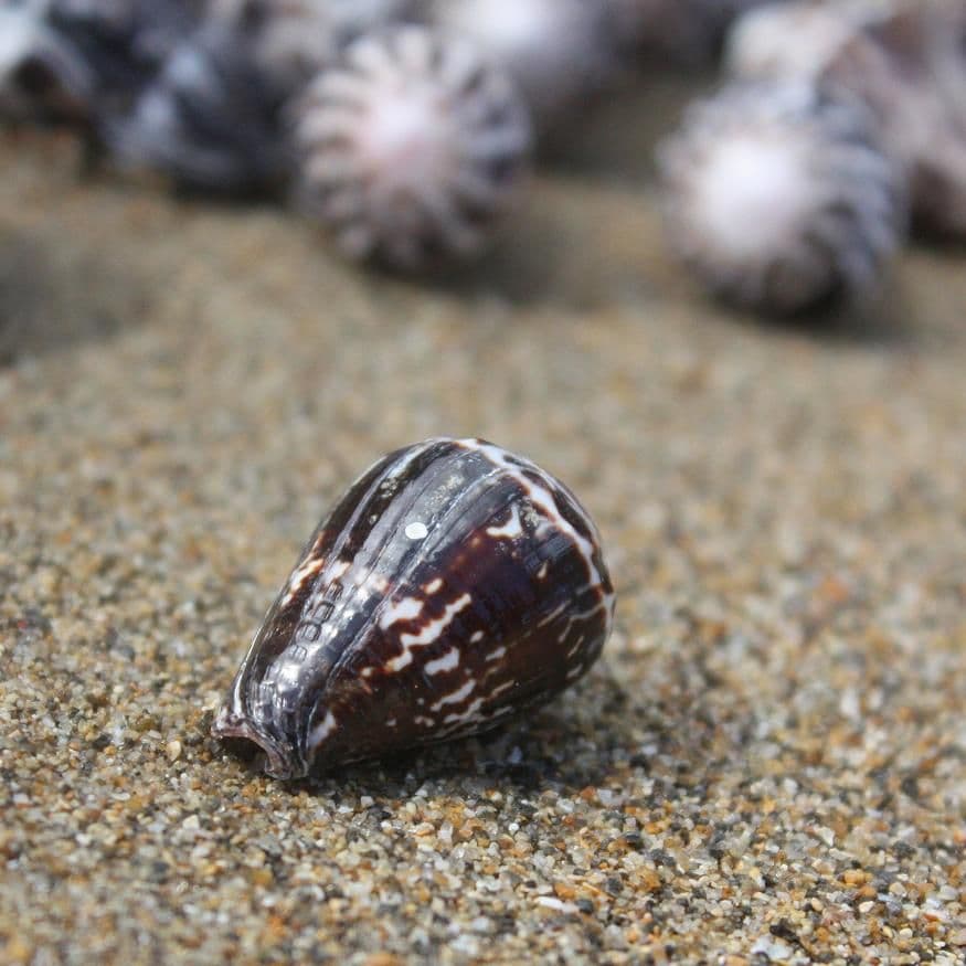 Chaldeus Cone Shell | Conus Chaldaeus | Worm Cone