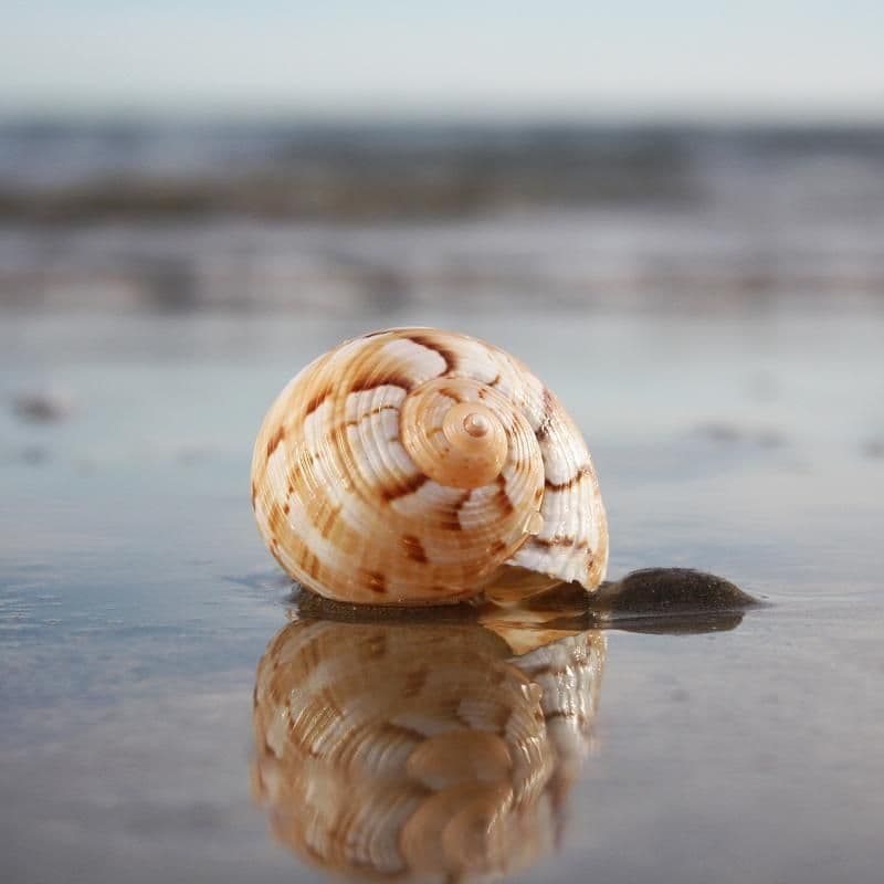 Chinese Tun Shell | Tonna Chinensis
