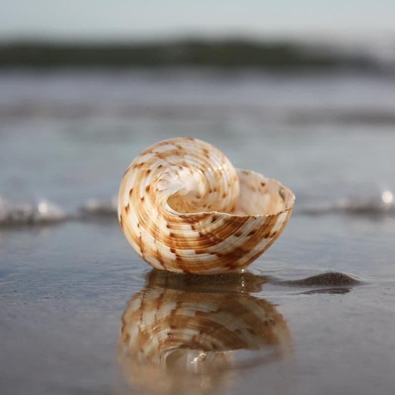 Chinese Tun Shell | Tonna Chinensis