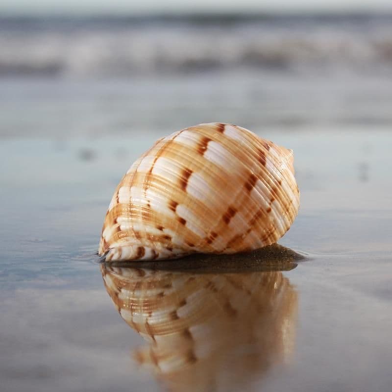 Chinese Tun Shell | Tonna Chinensis