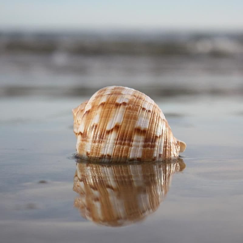 Chinese Tun Shell | Tonna Chinensis