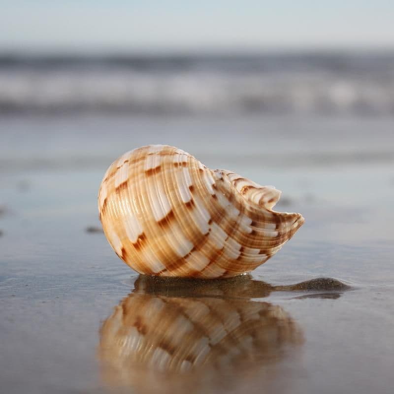 Chinese Tun Shell | Tonna Chinensis