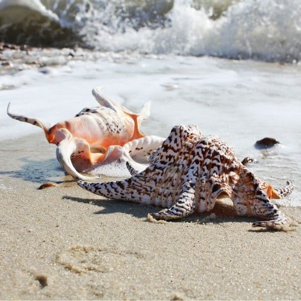 Chiragra Spider Conch Shell | Seashells | Beach Shells