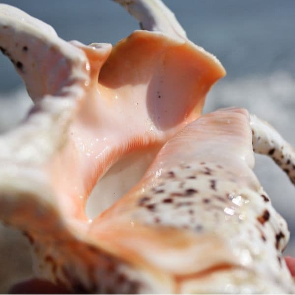 Chiragra Spider Conch Shell | Seashells | Beach Shells