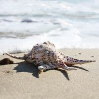 Chiragra Spider Conch Shell | Seashells | Beach Shells