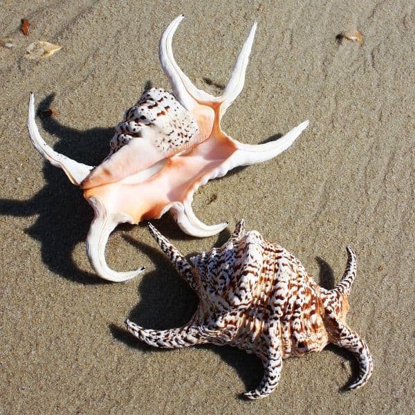 Chiragra Spider Conch Shell | Seashells | Beach Shells