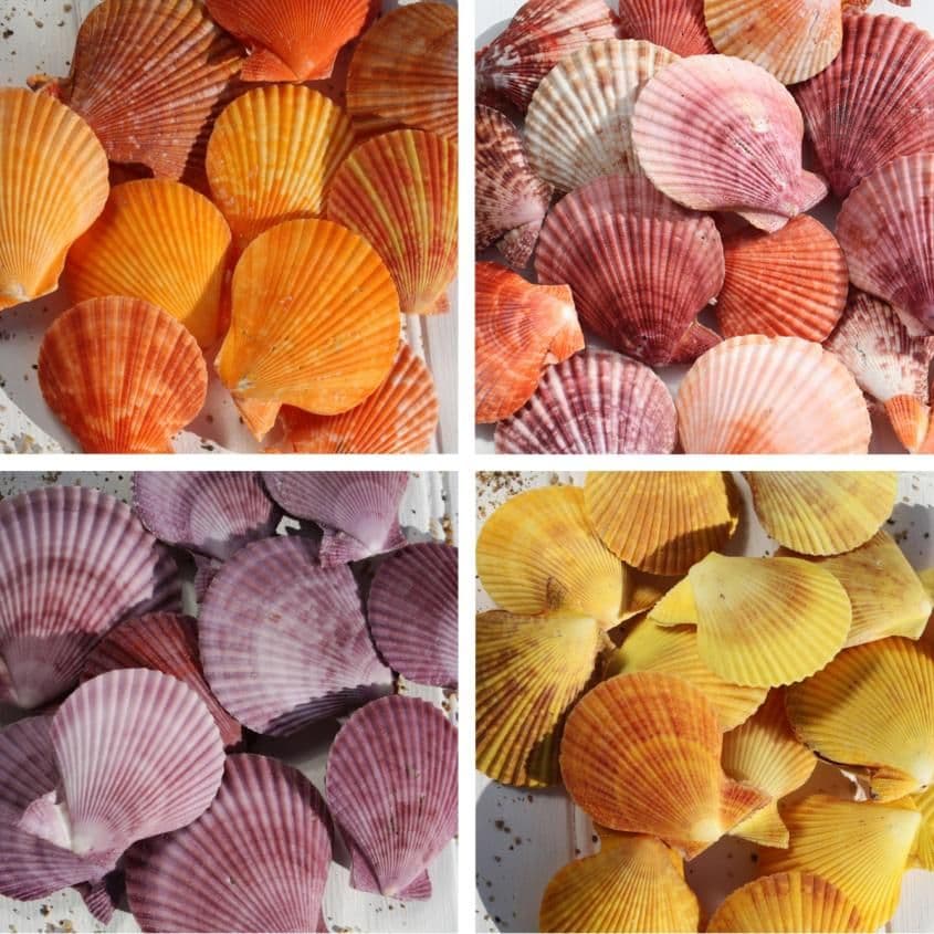 Colourful Pectin Scallops | Double Sided Scallops