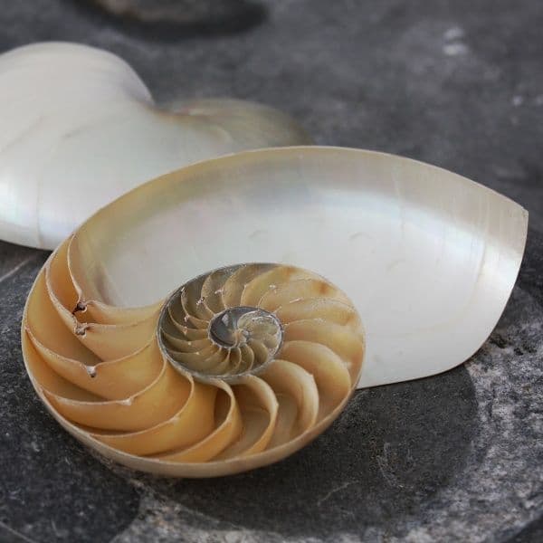 Cut Nautilus Shell Polished | Polished Shells | Sea shells | Mother of ...