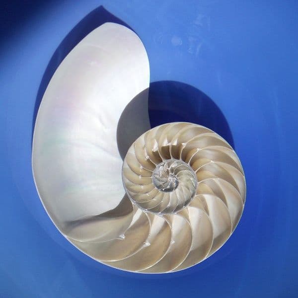 Cut Nautilus Shell Polished | Polished Shells | Sea shells | Mother of ...