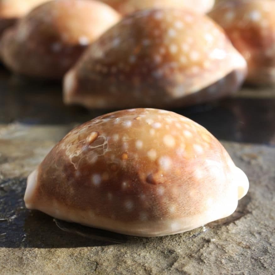 Deer Cowrie Shell | Lyncina vitellus | Seashells | Beach Shells