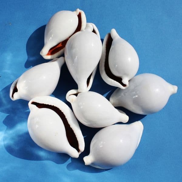 Egg Cowrie Shell | Beach Shells