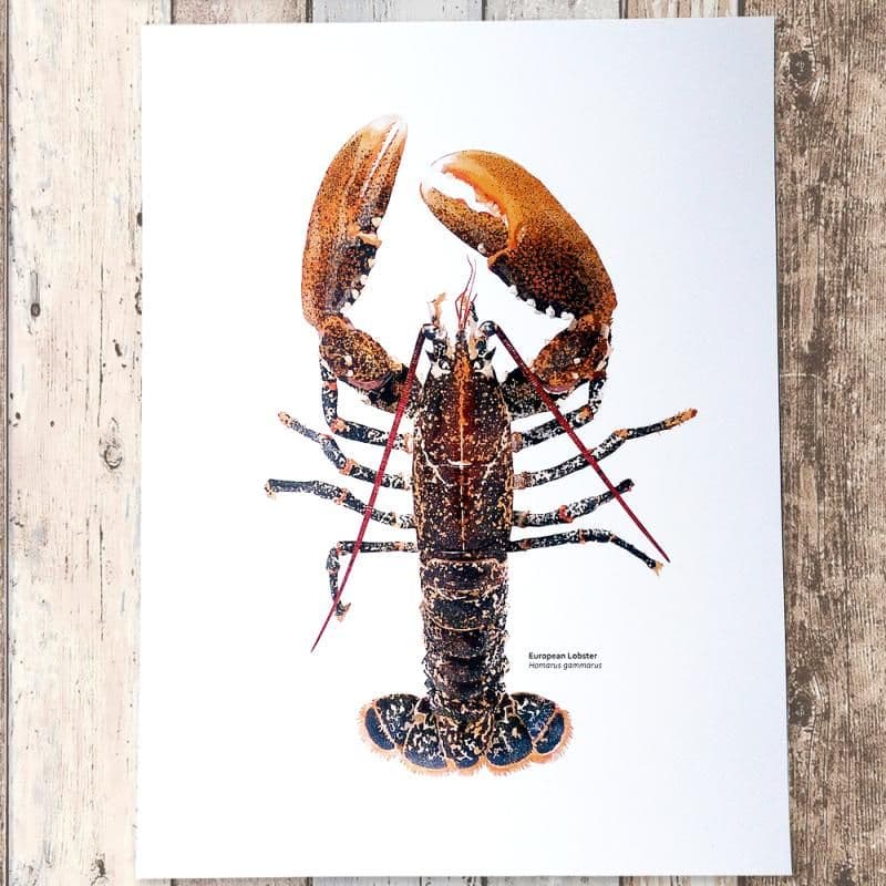 European Lobster Print | Martyn Warren | Homarus Gammarus