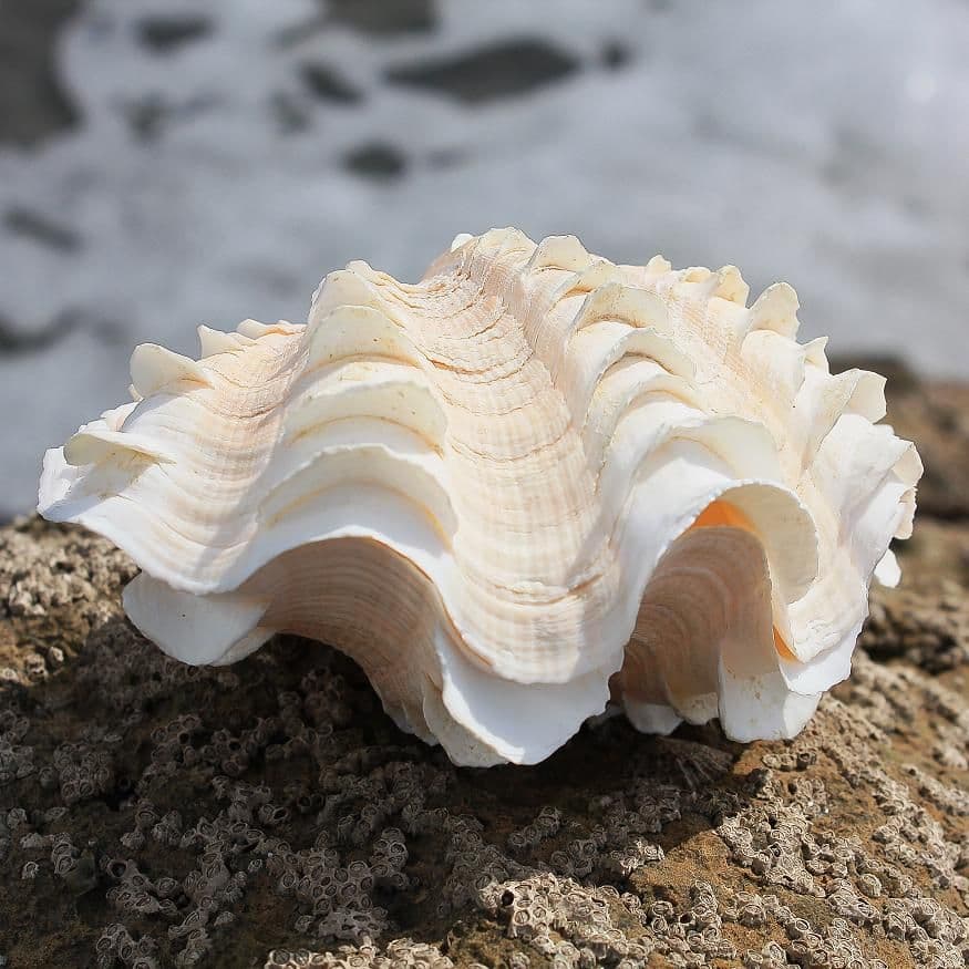 Fluted Giant Clam Shell