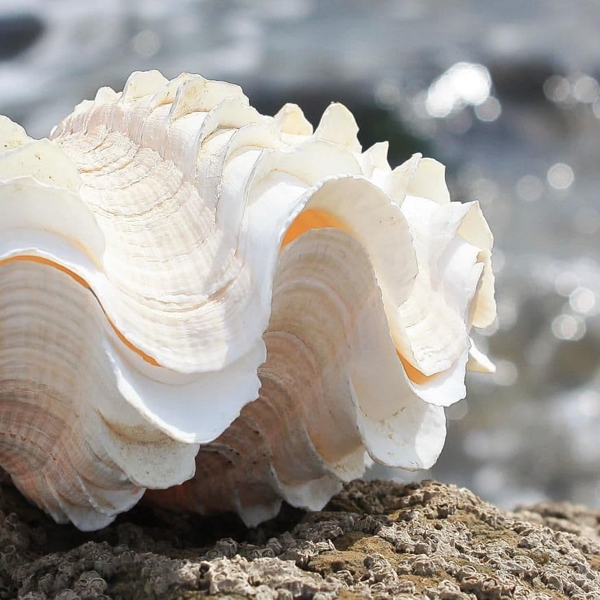 Fluted Giant Clam Shell