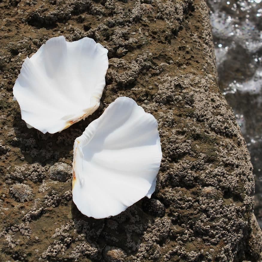 Fluted Giant Clam Shell