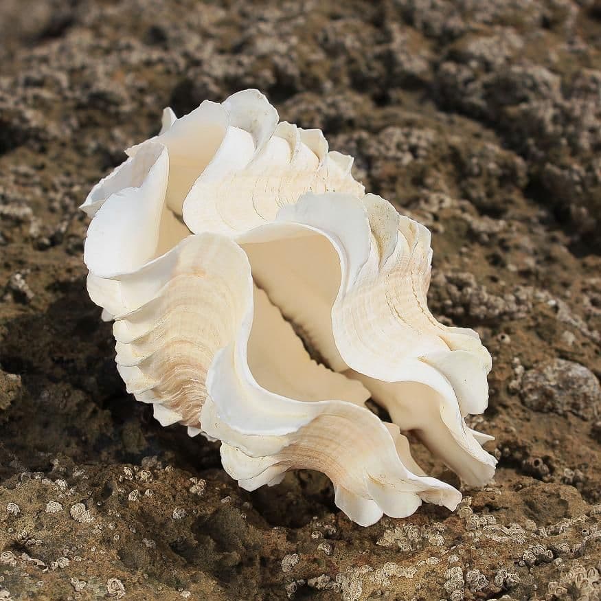 Fluted Giant Clam Shell