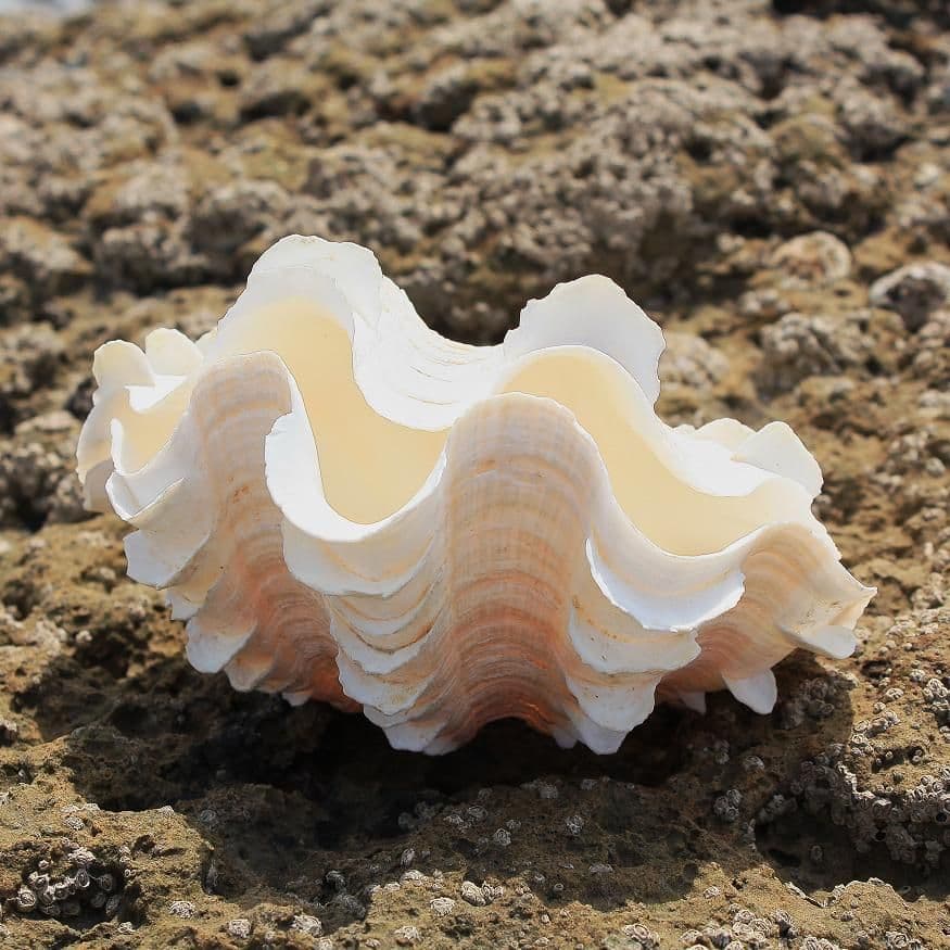 Fluted Giant Clam Shell