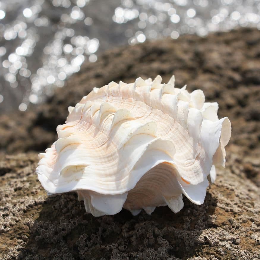 Fluted Giant Clam Shell