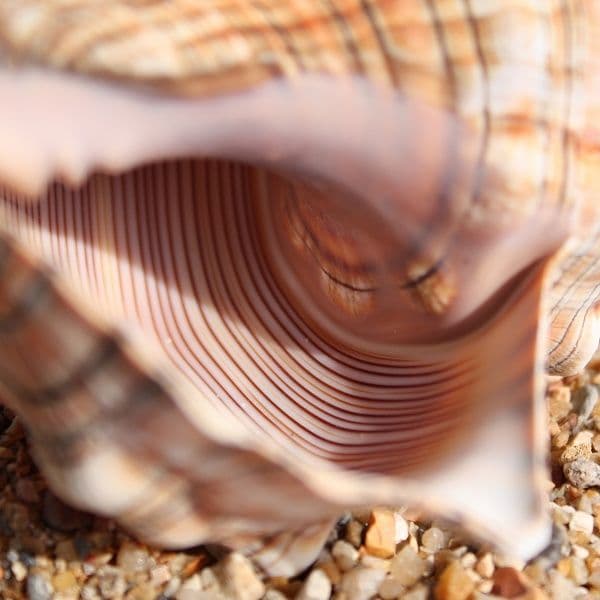 Fox Head Shell | Seashells | Beach Shells