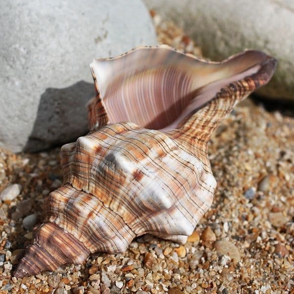 Fox Head Shell | Seashells | Beach Shells