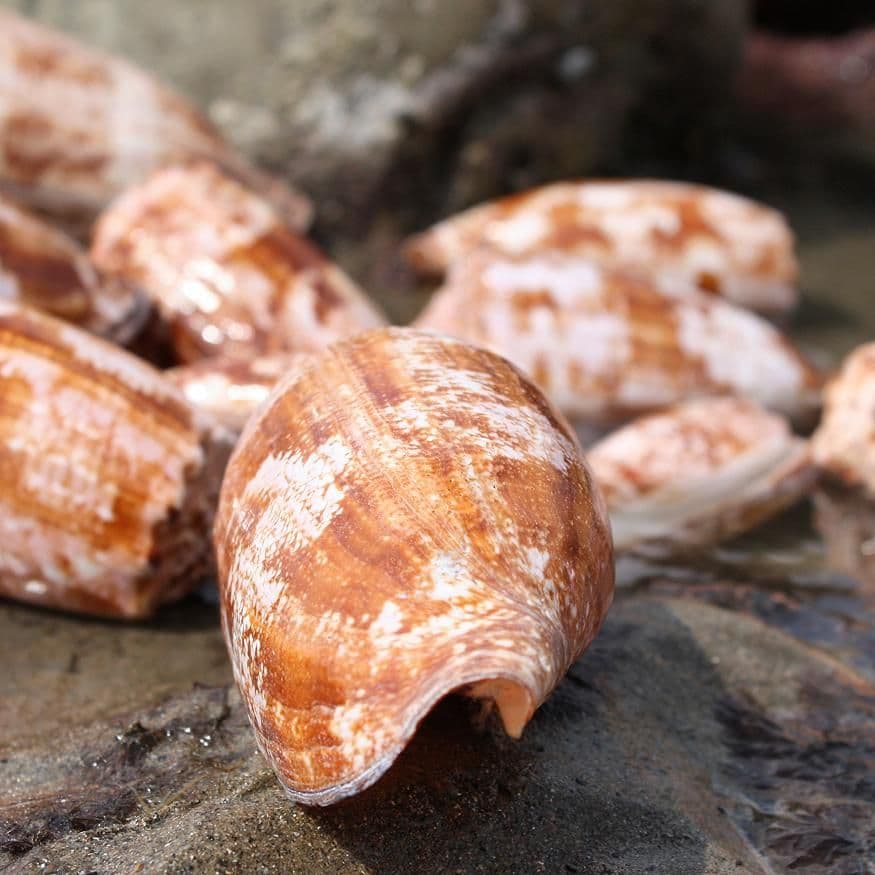 Geography Cone Shell | Conus Geographus