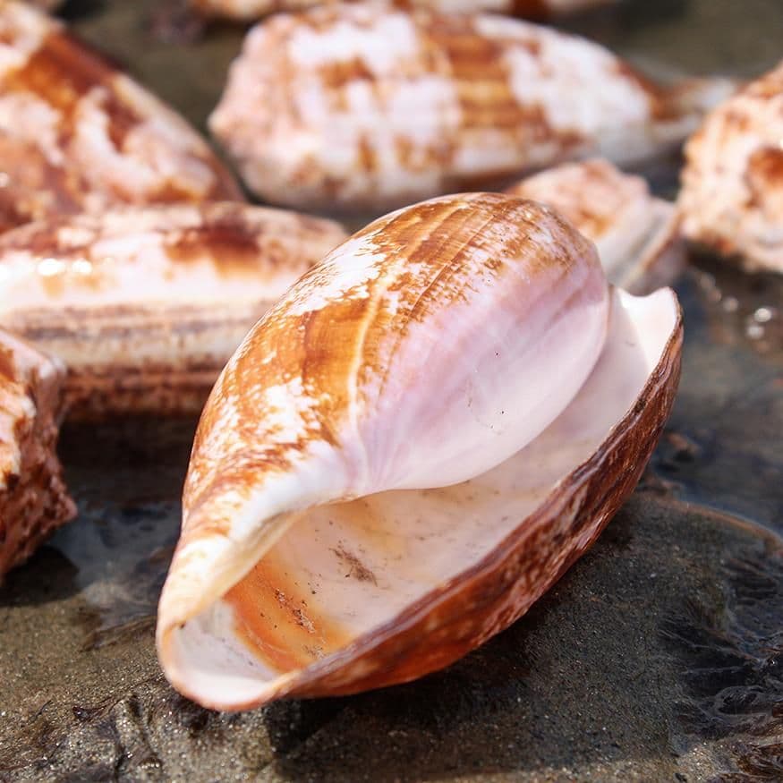 Geography Cone Shell | Conus Geographus