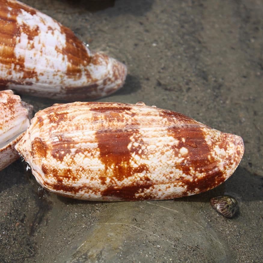 Geography Cone Shell | Conus Geographus